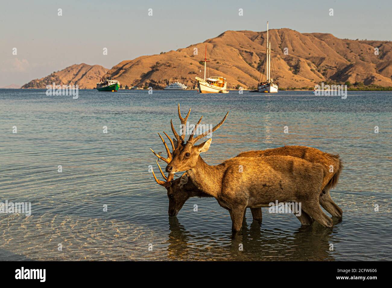 Deer on the beach during Fire and Dragons Cruise of the True North ...