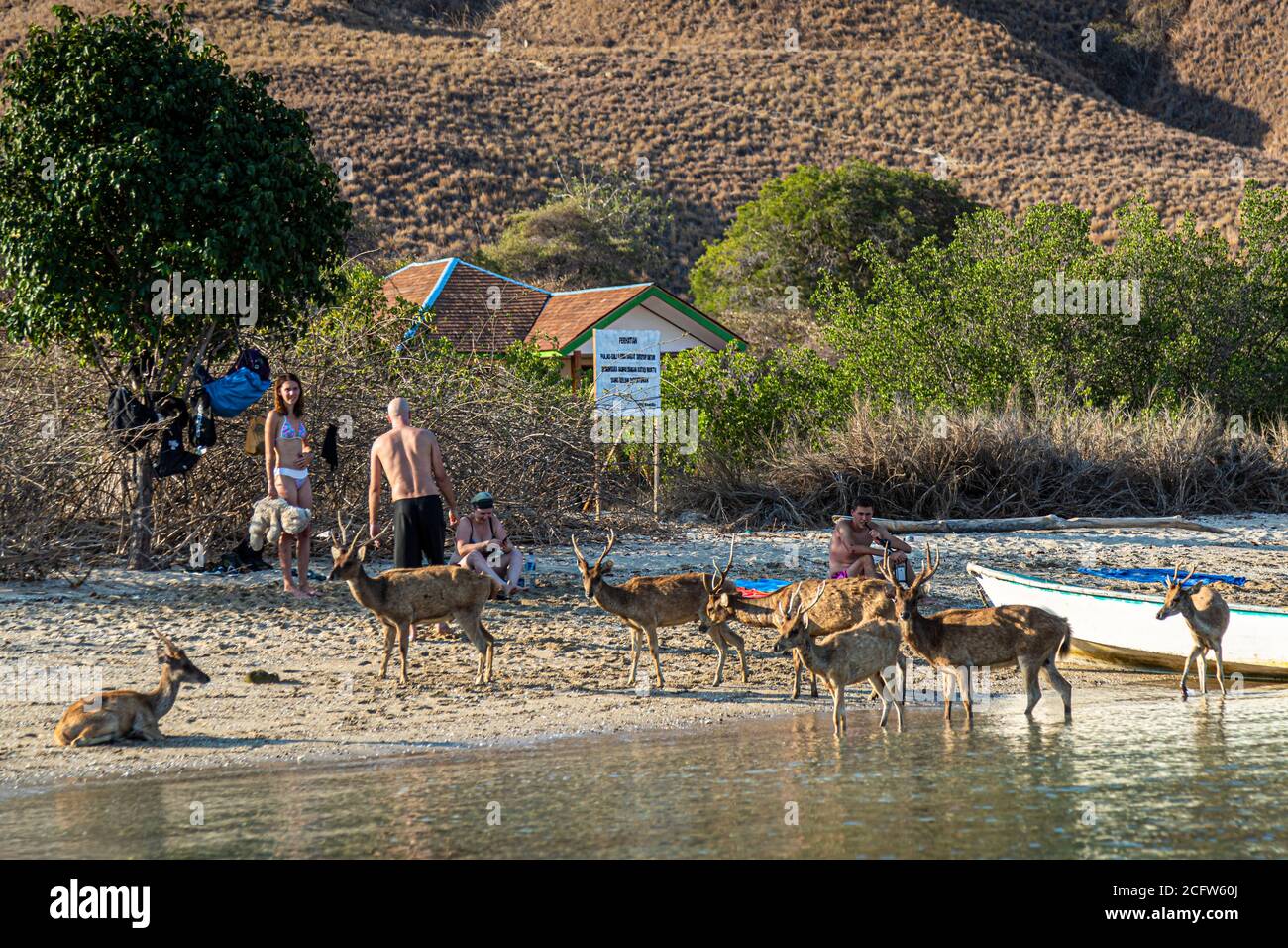 Deer on the beach during Fire and Dragons Cruise of the True North ...
