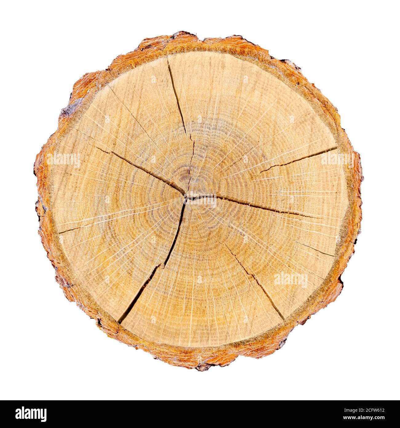 Felled wood texture hi-res stock photography and images - Alamy