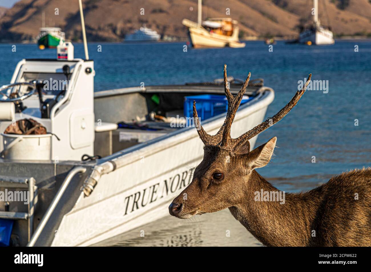 Deer on the beach during Fire and Dragons Cruise of the True North ...