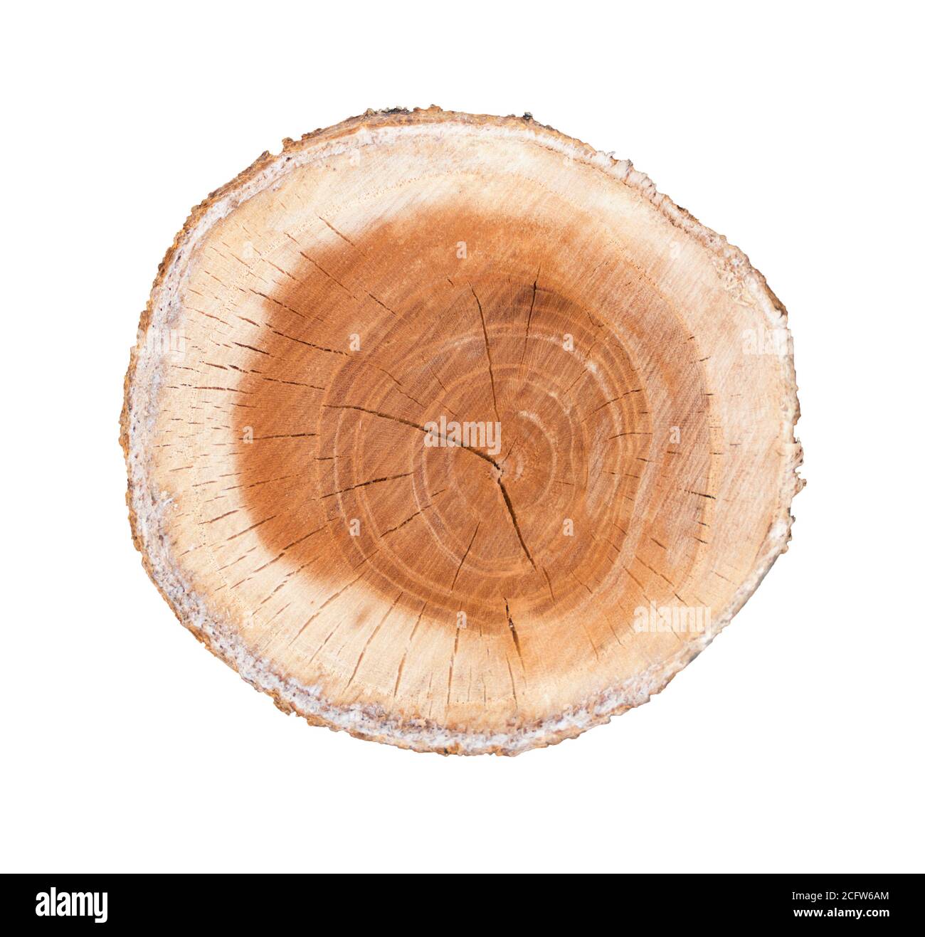 Felled tree trunk core Cut Out Stock Images & Pictures - Alamy