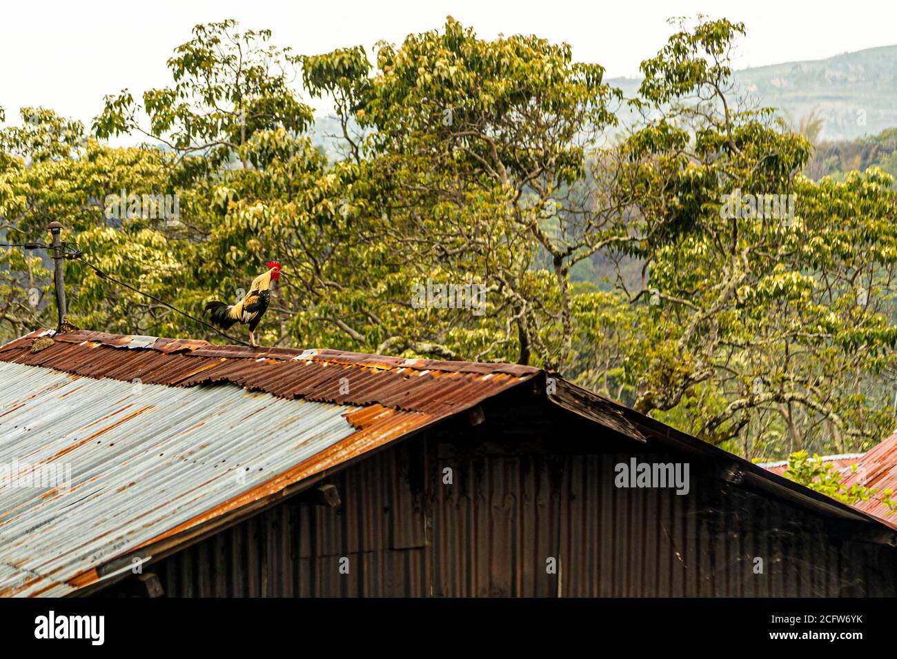 Rooster on roof hi-res stock photography and images - Alamy