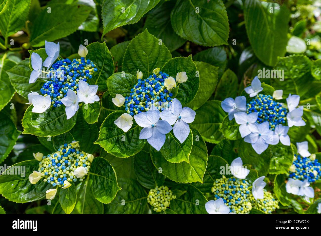 Blue and white hydrangeas in Azores islands. Azores. Portugal. Blue ...