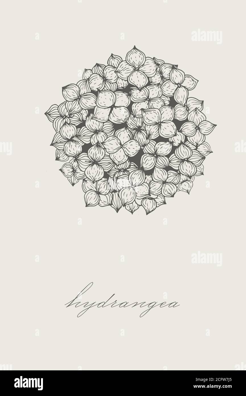 Hand-drawn hydrangea, vector illustration in vintage style Stock Vector ...