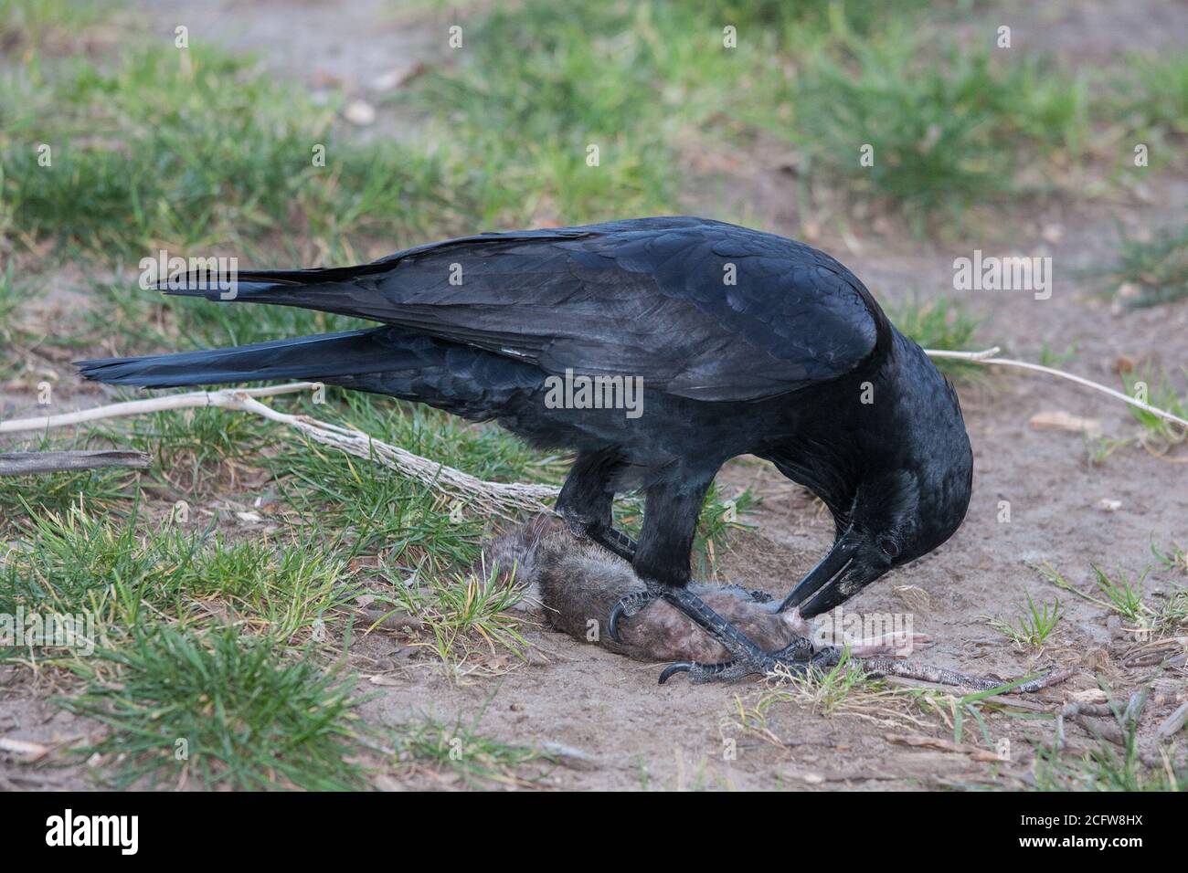 Australian Raven feeding on dead rat Stock Photo - Alamy