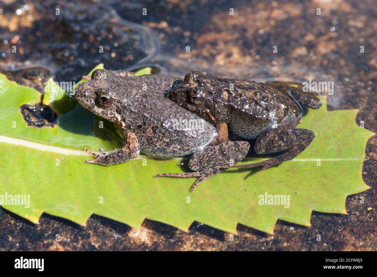 Common eastern froglet hi-res stock photography and images - Alamy