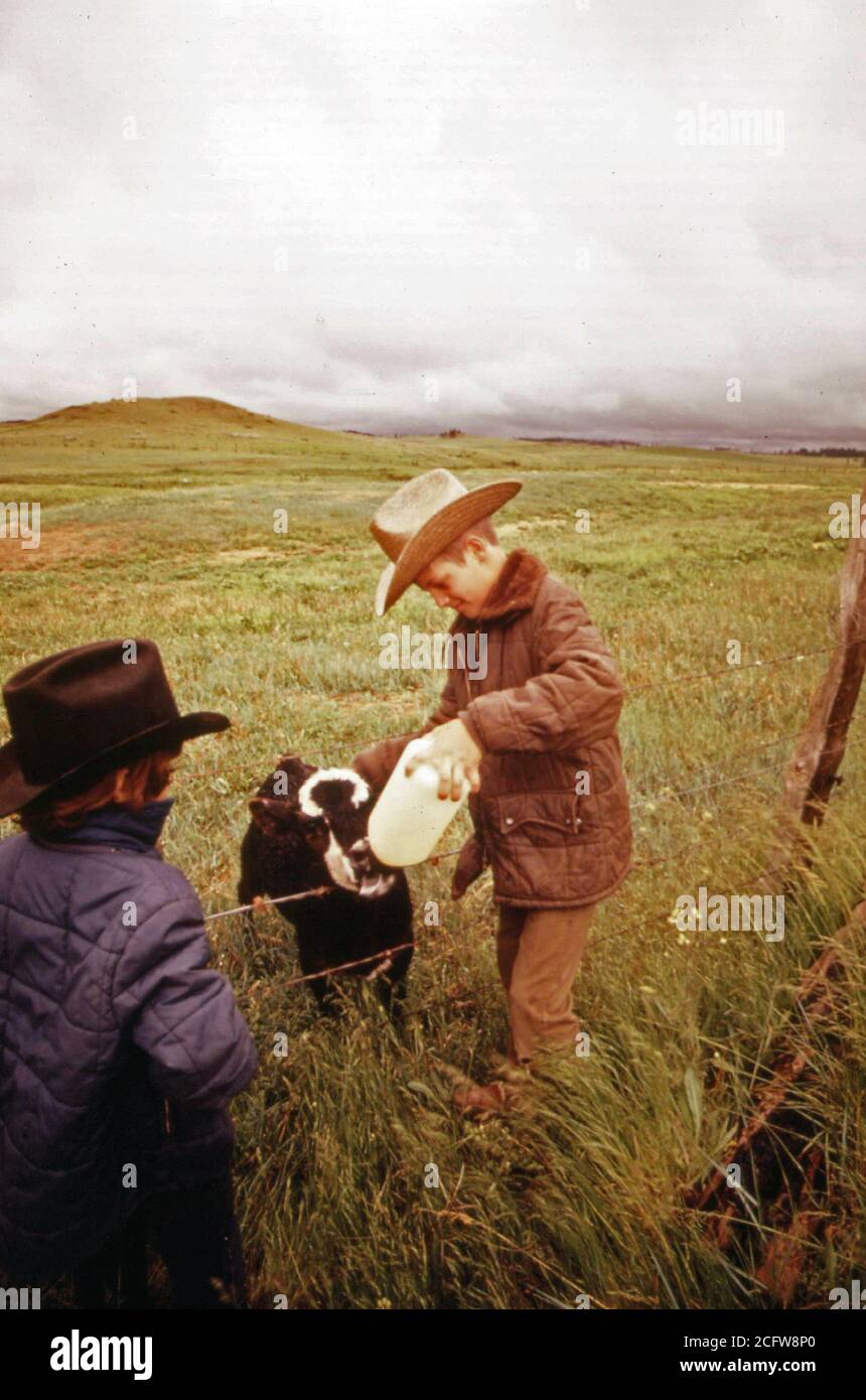 calf feeding, 1970s ranching, Wyoming Ranches, Wyoming ranching history ...