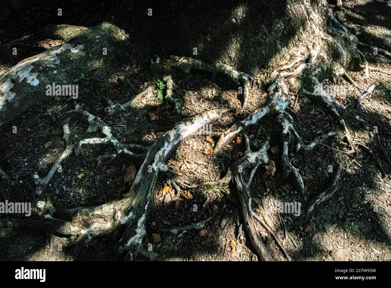 Roots of large old tree with contrasting light and shadow Stock Photo ...