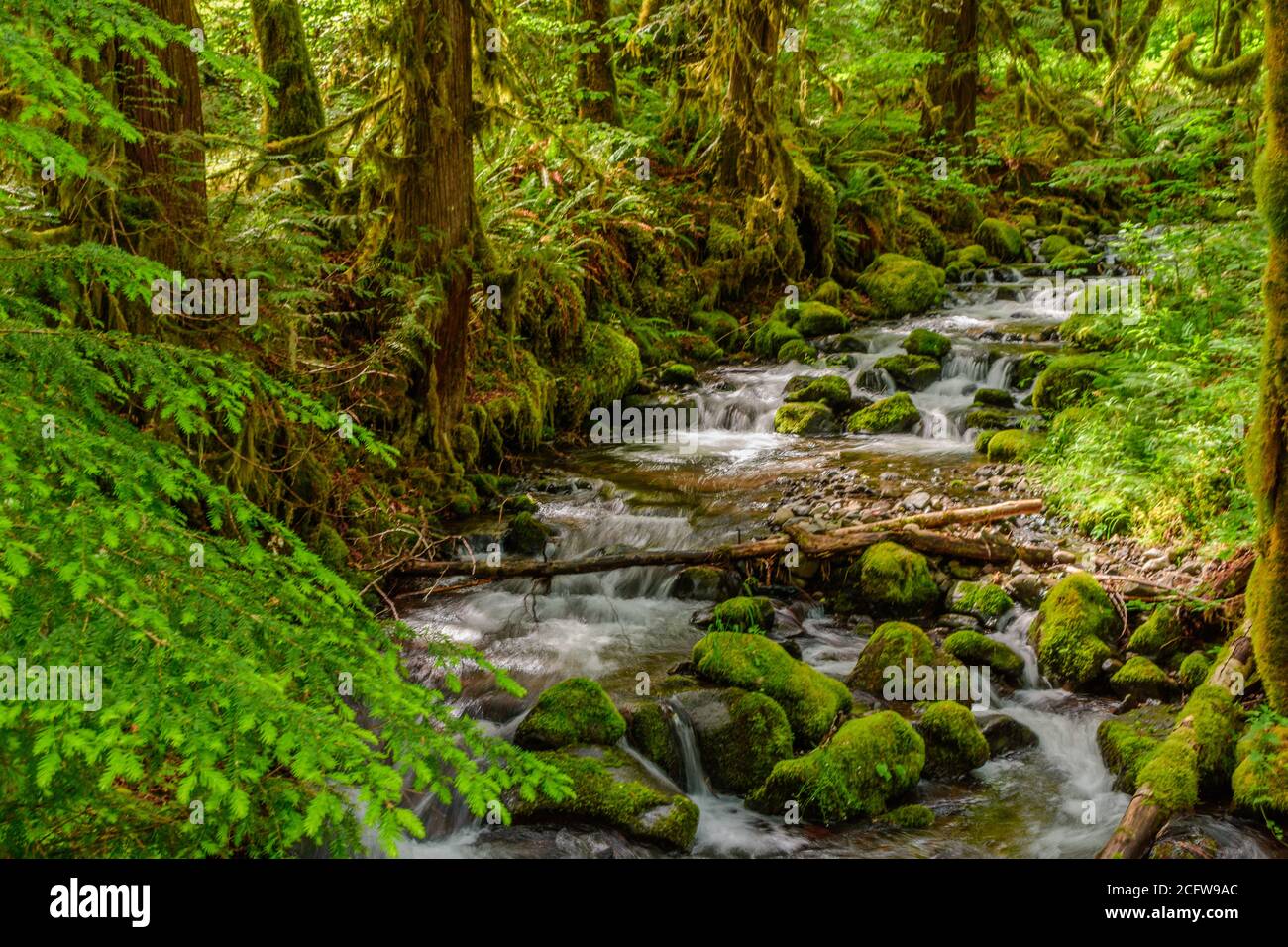 Long exposure image of stream traveling through a rainforest in Oregon ...