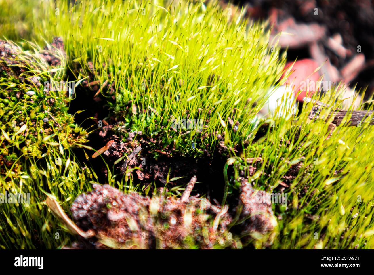 Abstract closeup of clumps of dirt and grass Stock Photo - Alamy