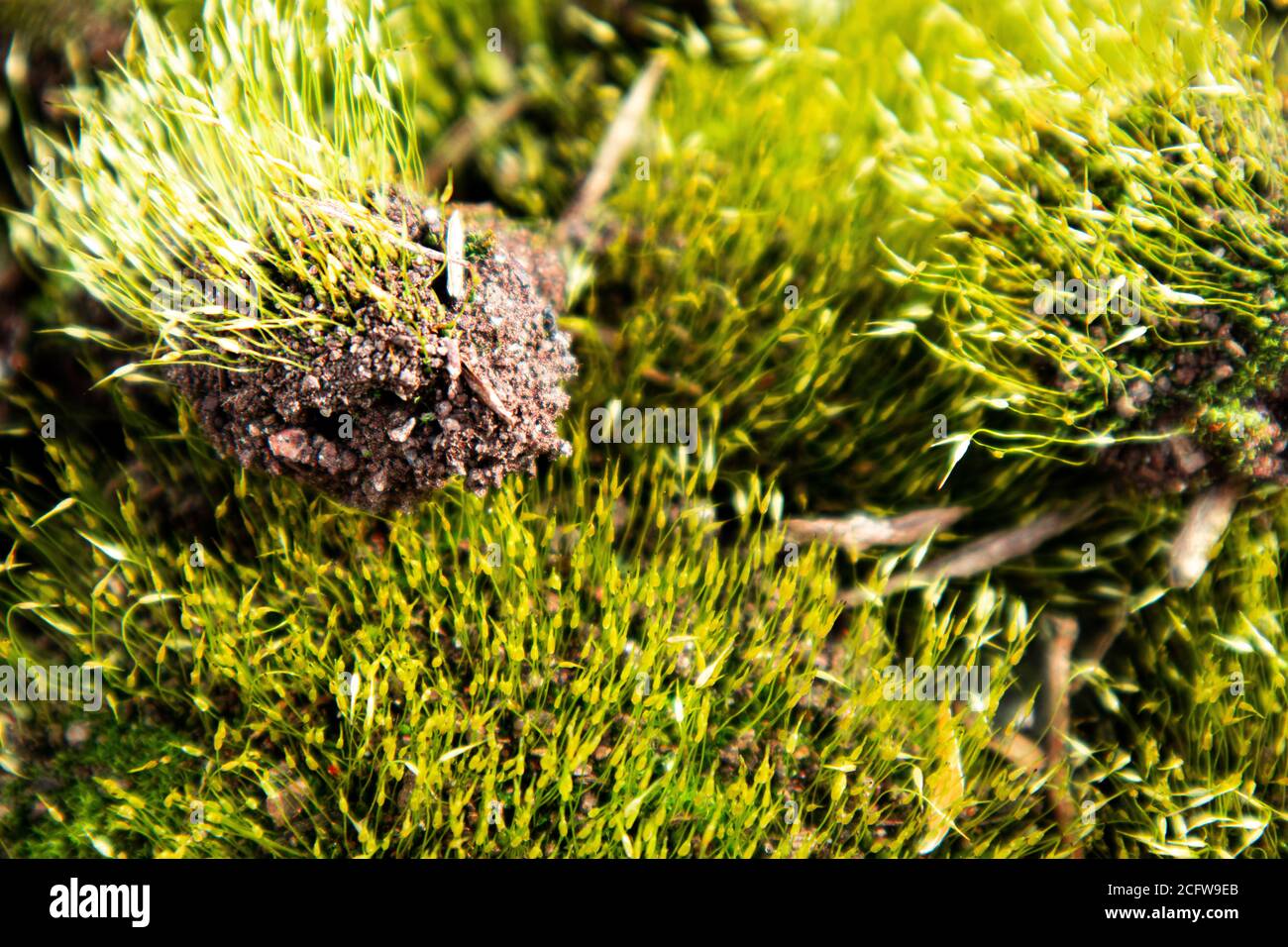 Dirt clumps hi-res stock photography and images - Alamy