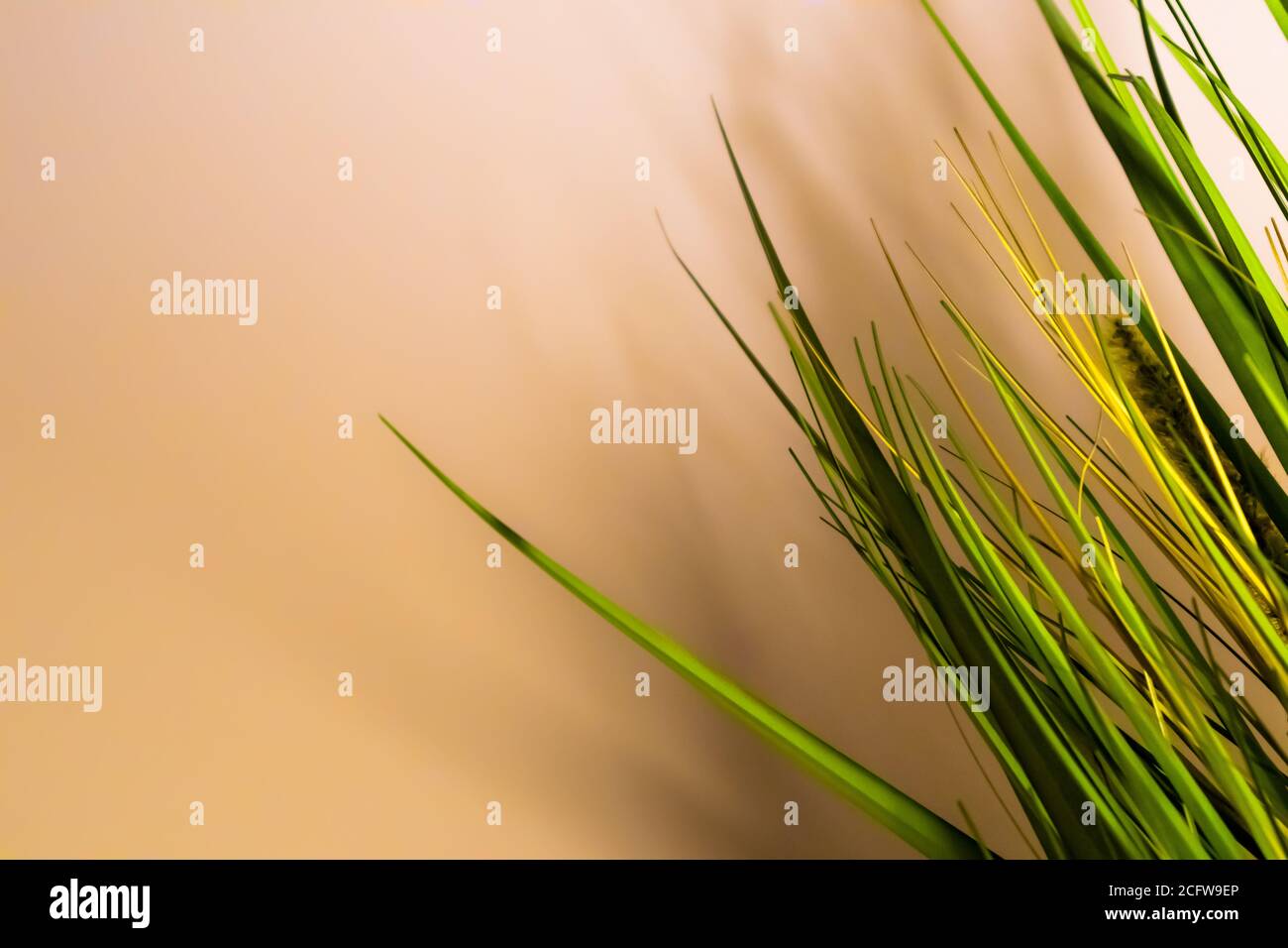 Abstract green plant against solid background Stock Photo - Alamy