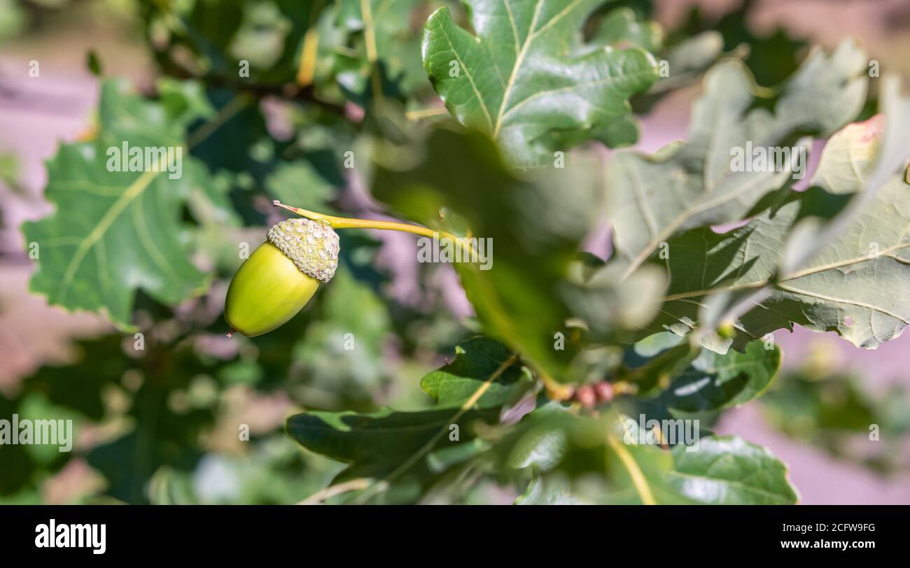 Swedish oak tree with acorns. The season for the acorn is now in ...