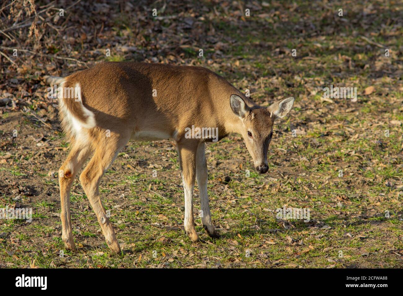 Small white-tail buck deer Stock Photo - Alamy