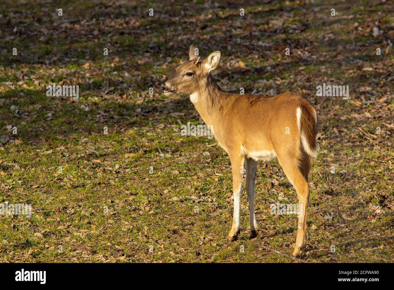 Small white-tail buck deer Stock Photo - Alamy