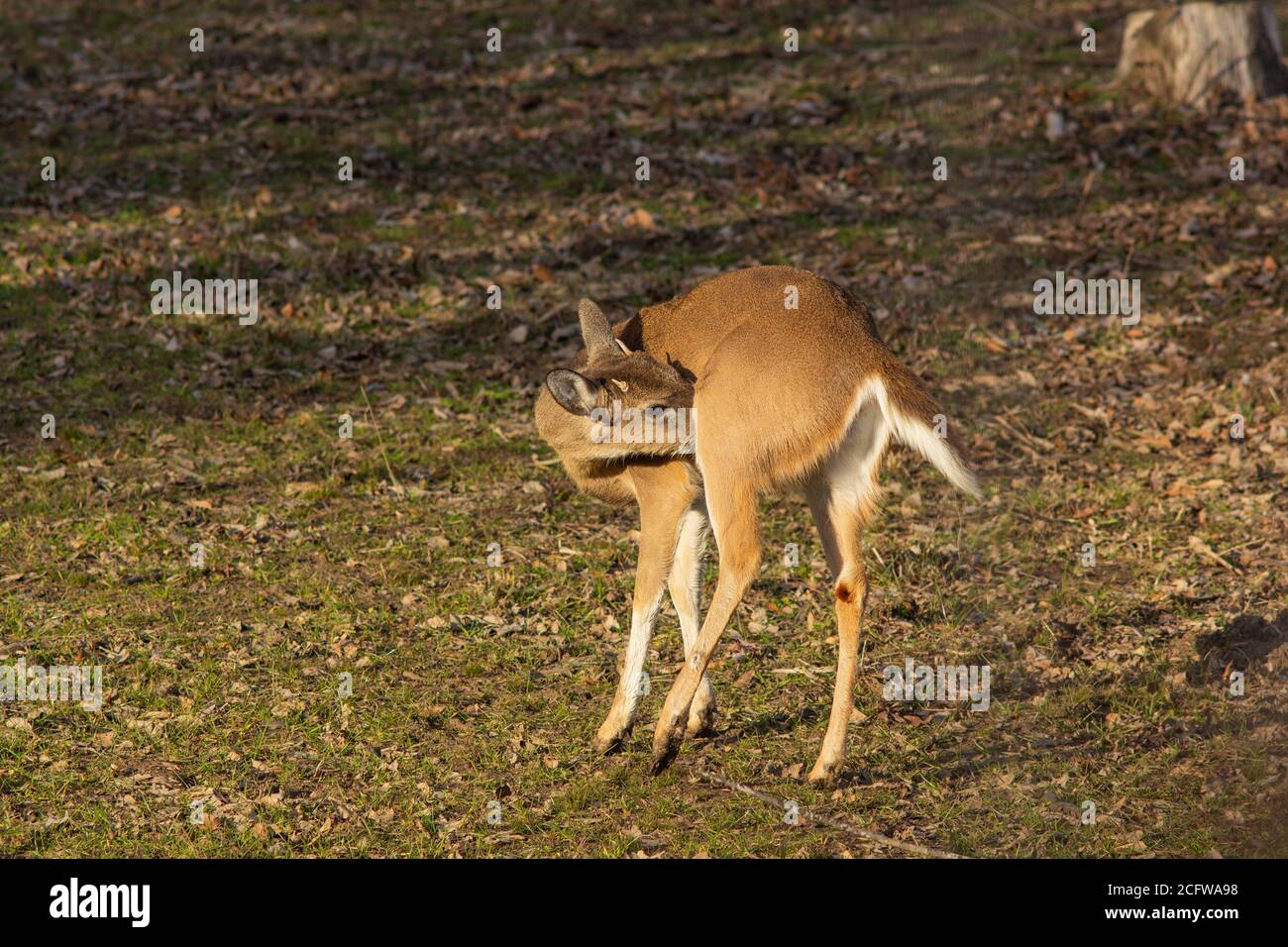 Small white-tail buck deer Stock Photo - Alamy