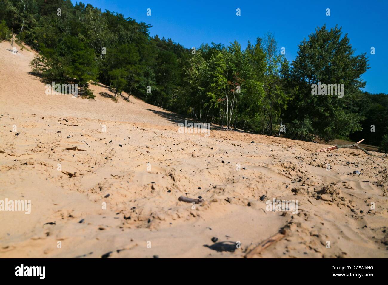 Sand dunes in the forest, a nature reserve and urban wildlife habitat ...