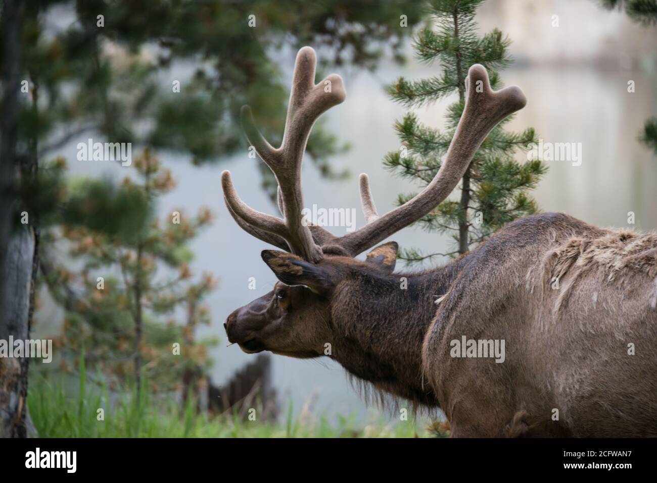 A bull elk with a velvet rack walks away from the camera in Yellowstone ...