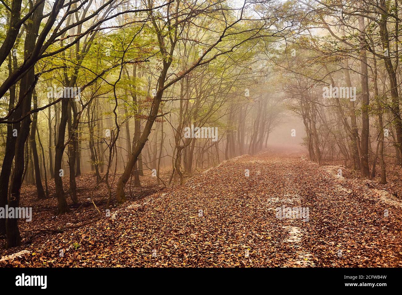 Forest path in mist Stock Photo - Alamy
