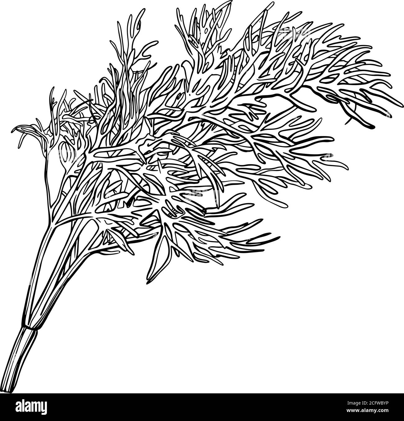 Fennel botanical Stock Vector Images - Alamy