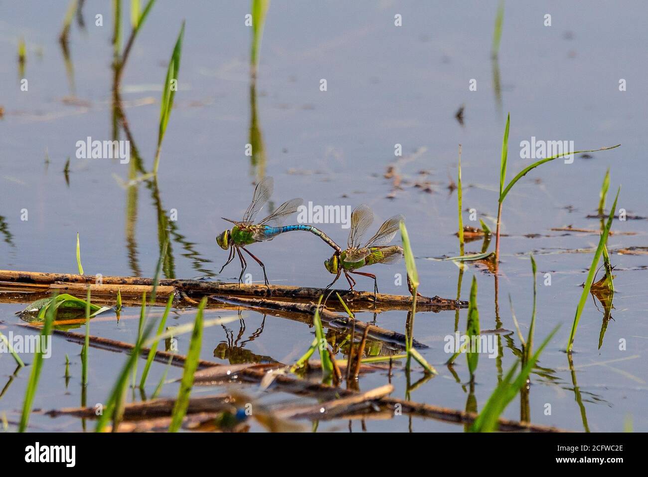 Two Giant Darner Dragonflies (Anax walsinghami) mating at the Merced ...