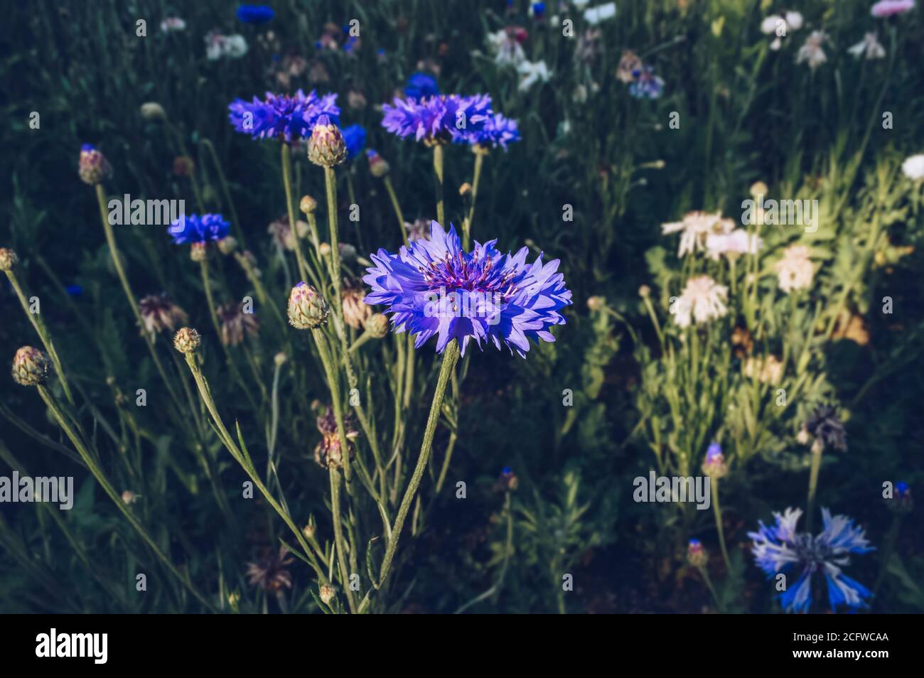 Cornflower bud hi-res stock photography and images - Alamy