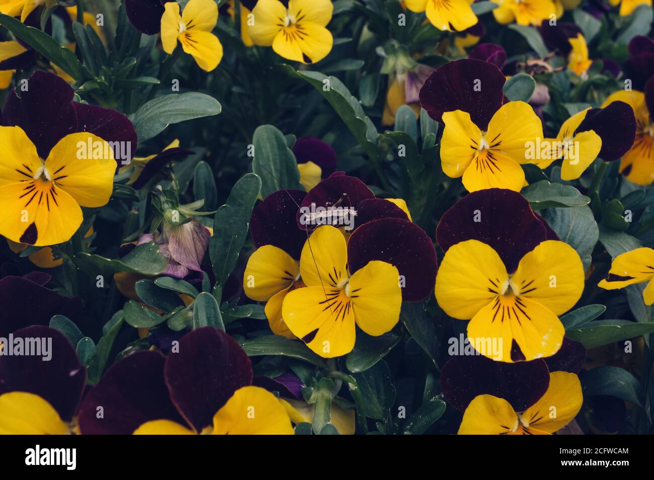 Yellow viola tricolor hi-res stock photography and images - Alamy