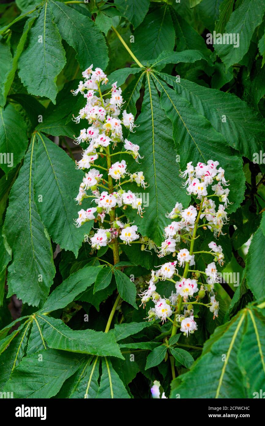 Foliage and flowers of chestnut tree or Aesculus hippocastanum. Horse ...
