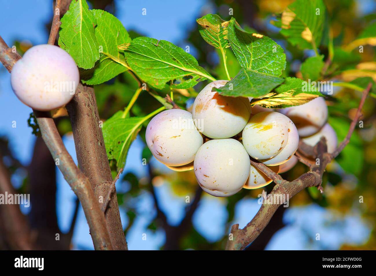Greengage leaf hi-res stock photography and images - Alamy