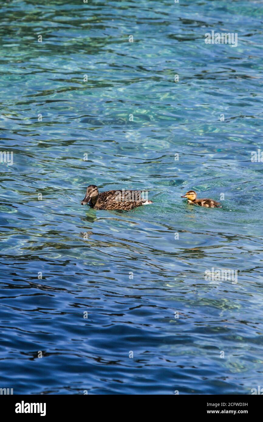 Female mallard duck and duckling swimming close together, water shaded ...