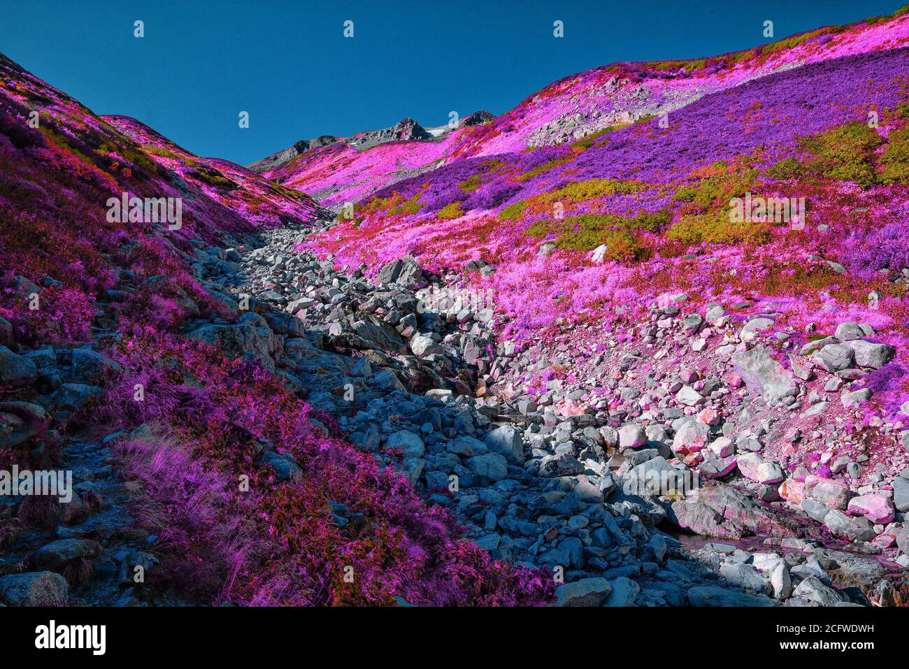 Alpine zone hi-res stock photography and images - Alamy