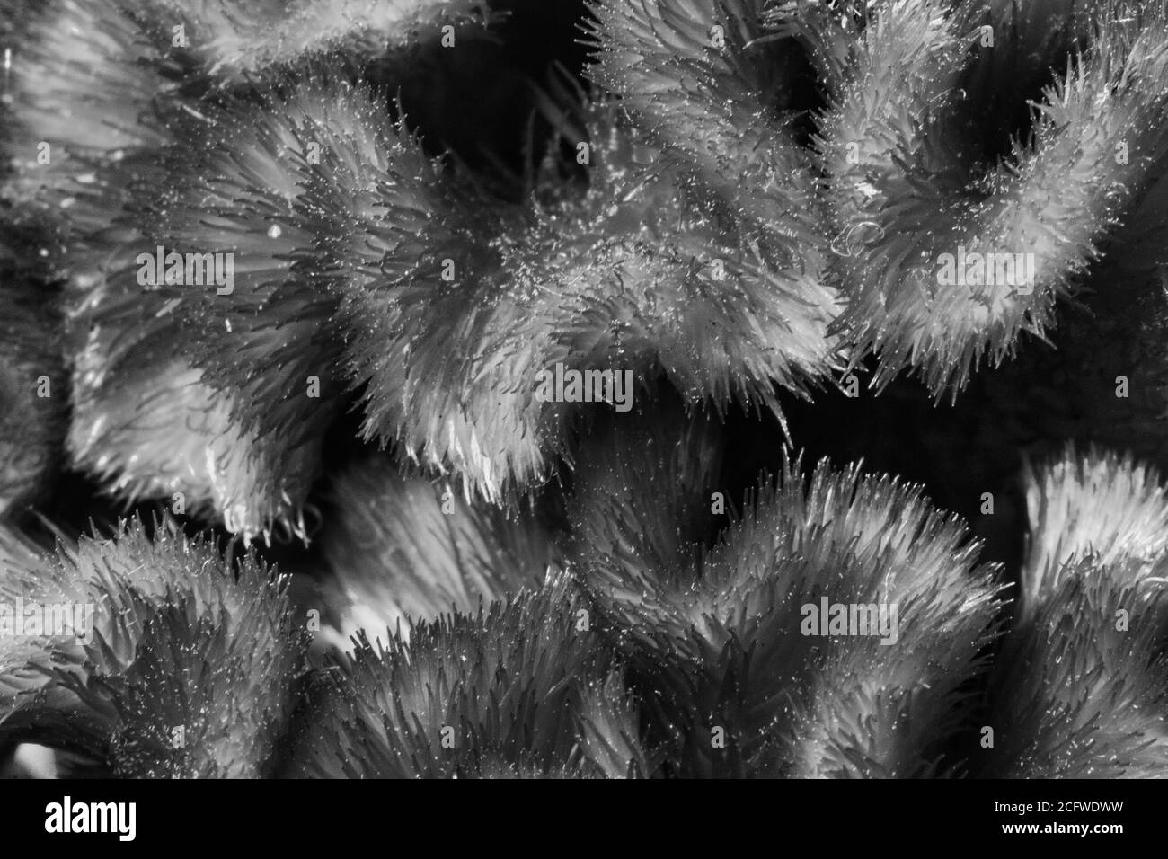 Celosia crest hi-res stock photography and images - Alamy