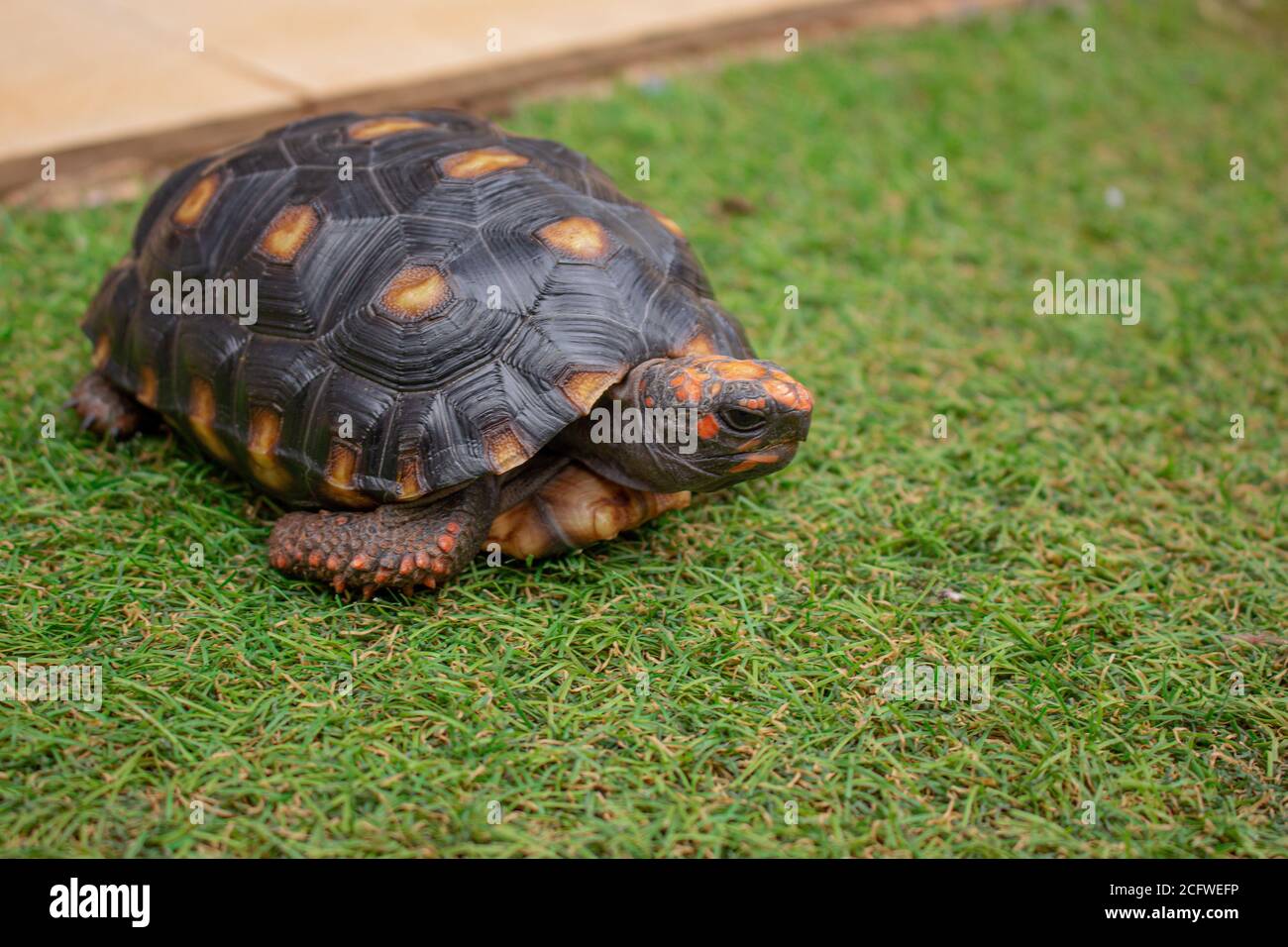 Little tortoise. It needs to the light sun to grow up stronger and ...