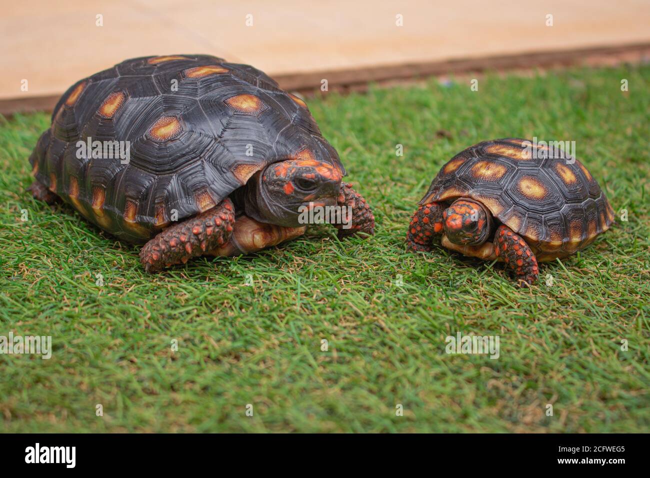 Little tortoise. It needs to the light sun to grow up stronger and ...