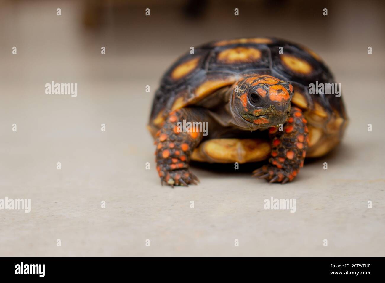 Little tortoise hi-res stock photography and images - Alamy