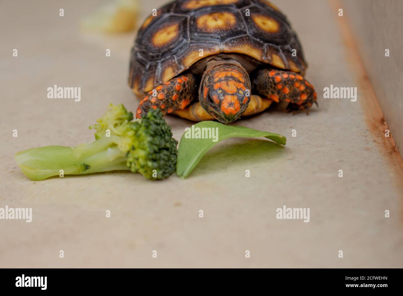 Little tortoise. It needs to the light sun to grow up stronger and ...