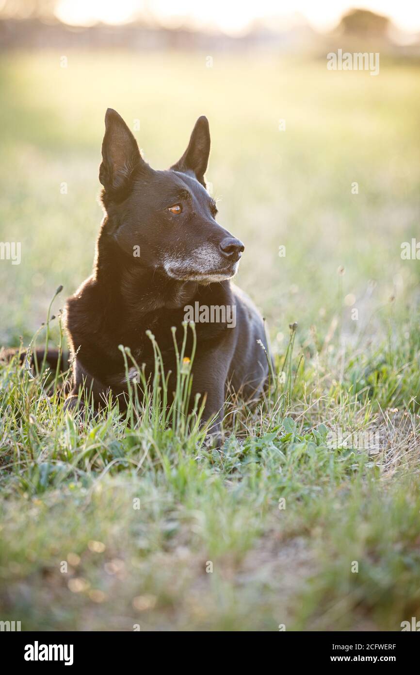 Australian cattle dog farm hi-res stock photography and images - Alamy
