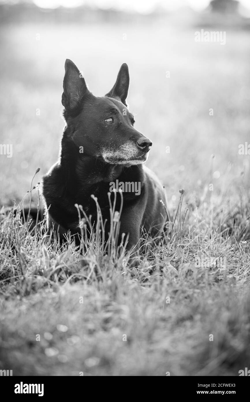 Kelpie dog Black and White Stock Photos & Images - Alamy