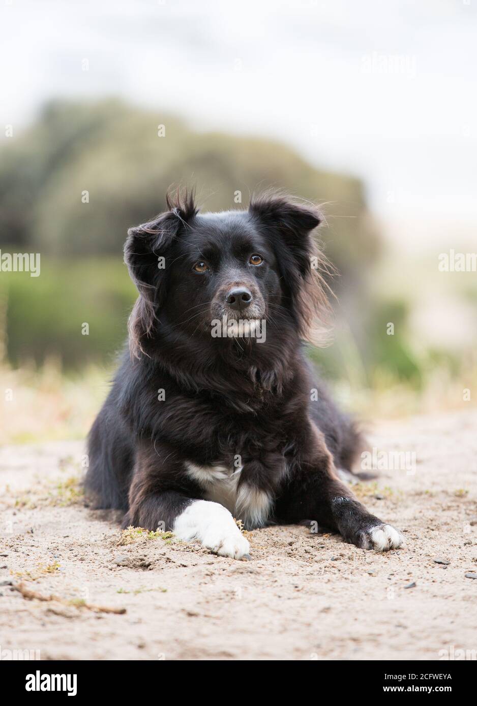 Border Collie Laying Down High Resolution Stock Photography and Images ...