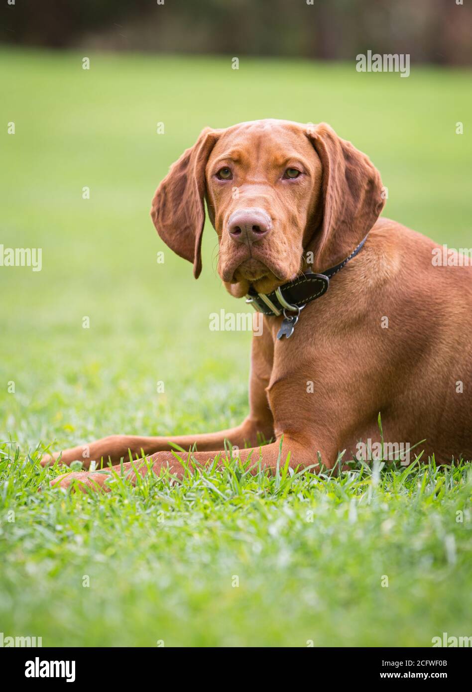 Cute vizsla puppy hi-res stock photography and images - Alamy