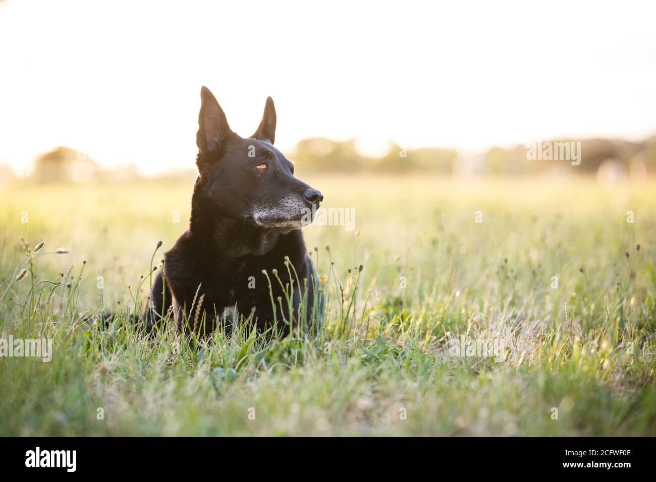 Australian cattle dog farm hi-res stock photography and images - Alamy