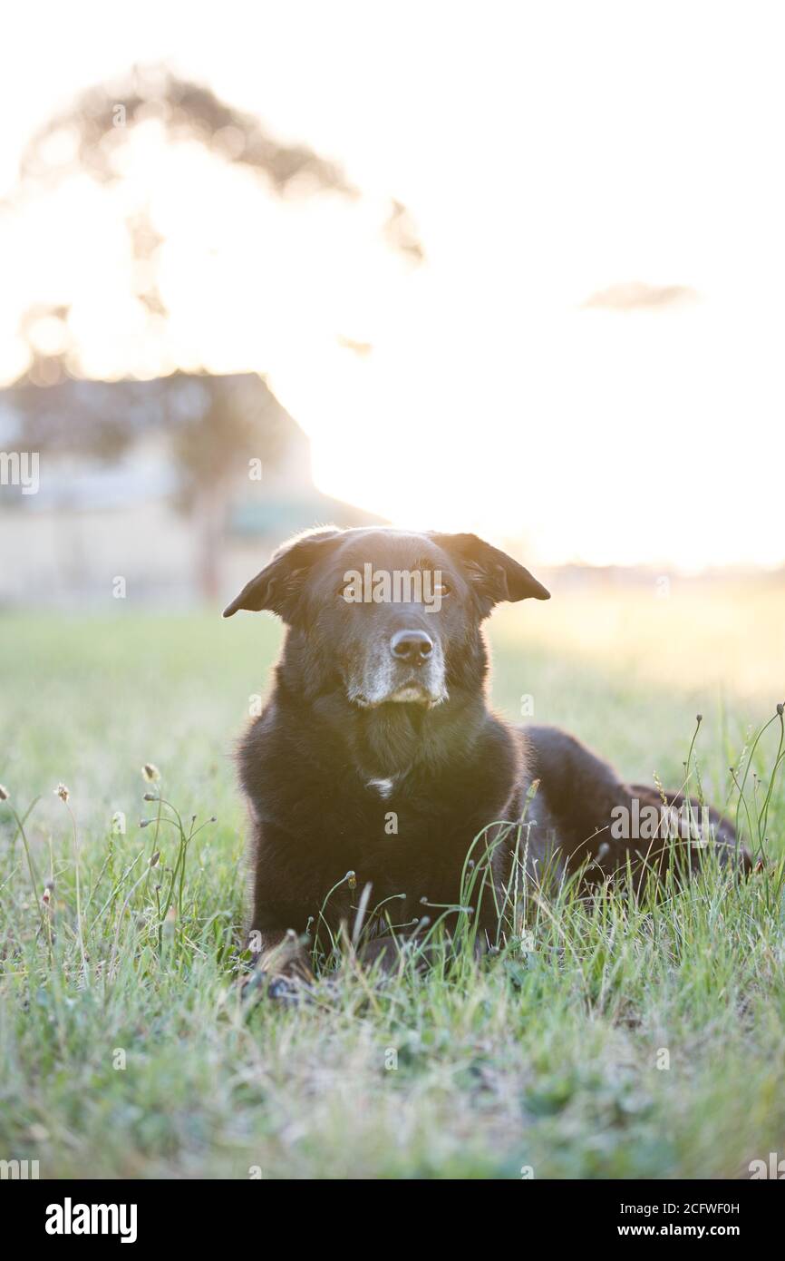 Kelpie Cattle Dog Cross High Resolution Stock Photography and Images ...