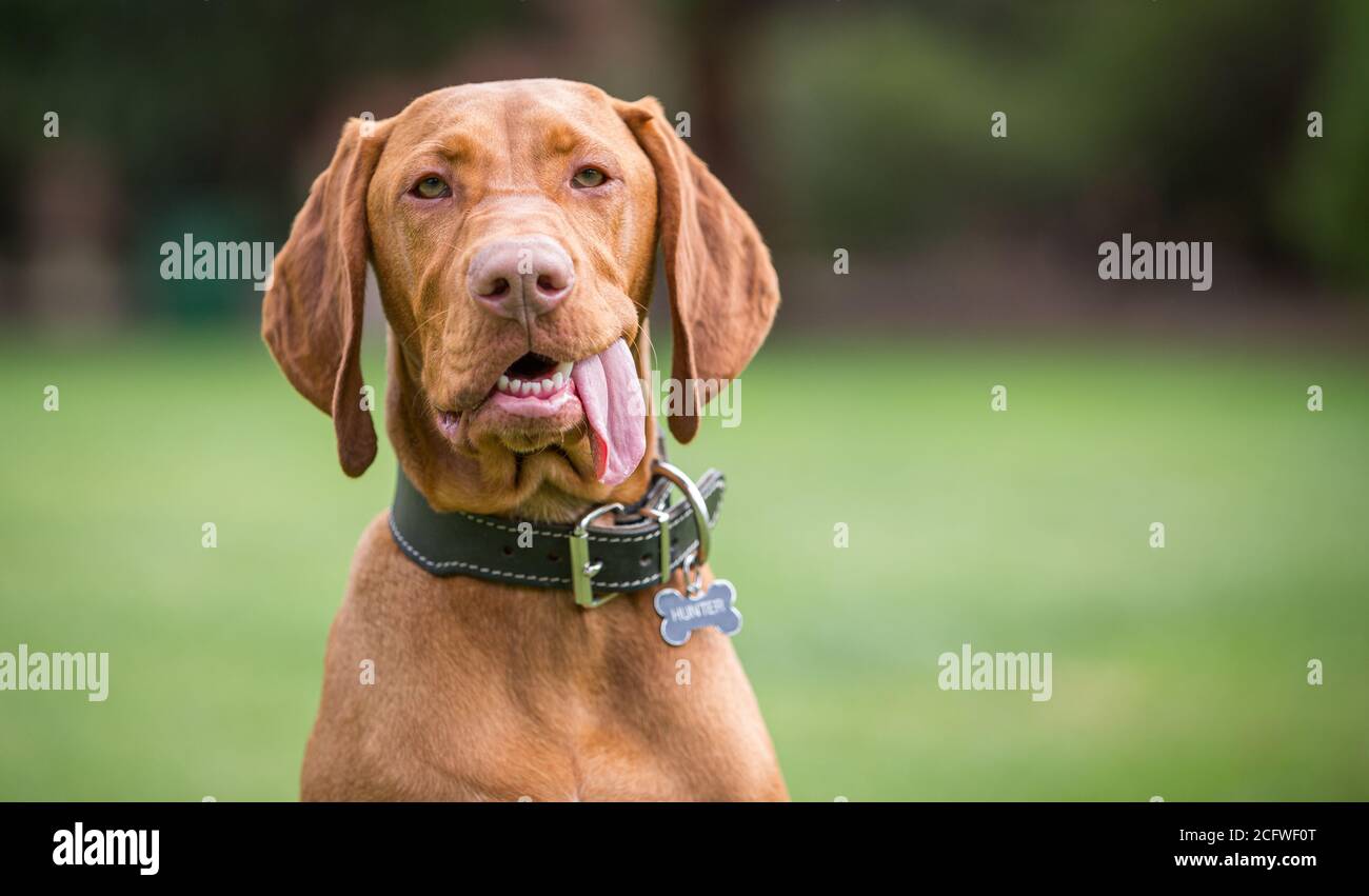 Vizsla funny hi-res stock photography and images - Alamy