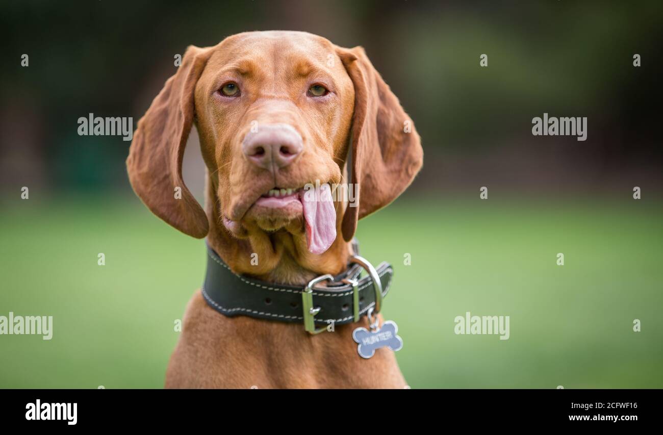 Vizsla funny hi-res stock photography and images - Alamy