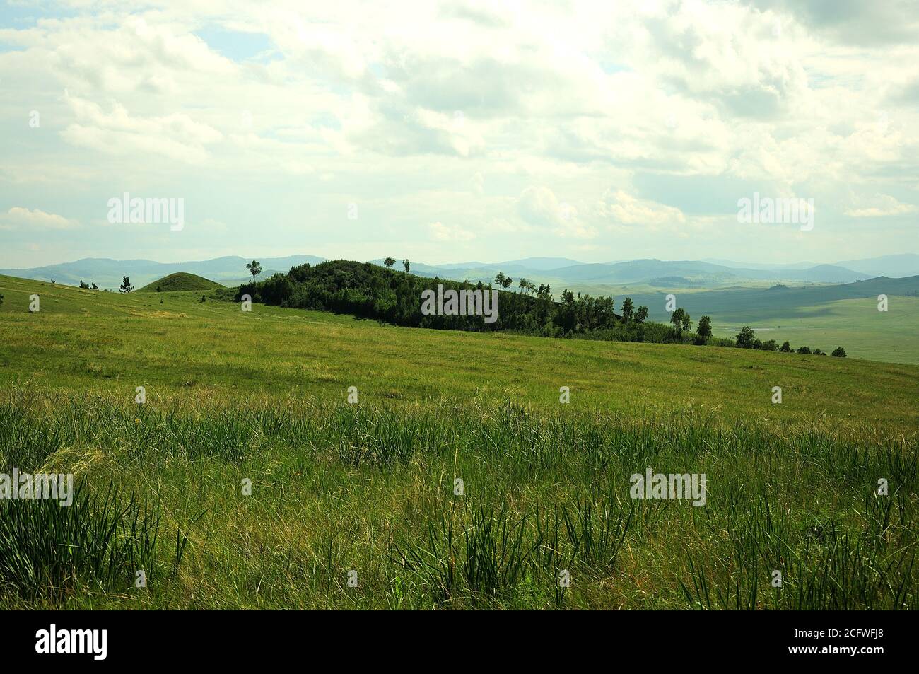 Hills overgrown with tall pine trees in the endless steppe under the ...