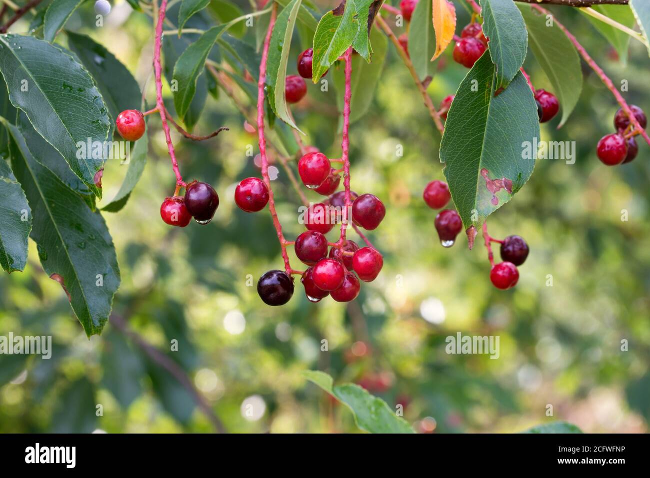 Hackberry tree hi-res stock photography and images - Alamy