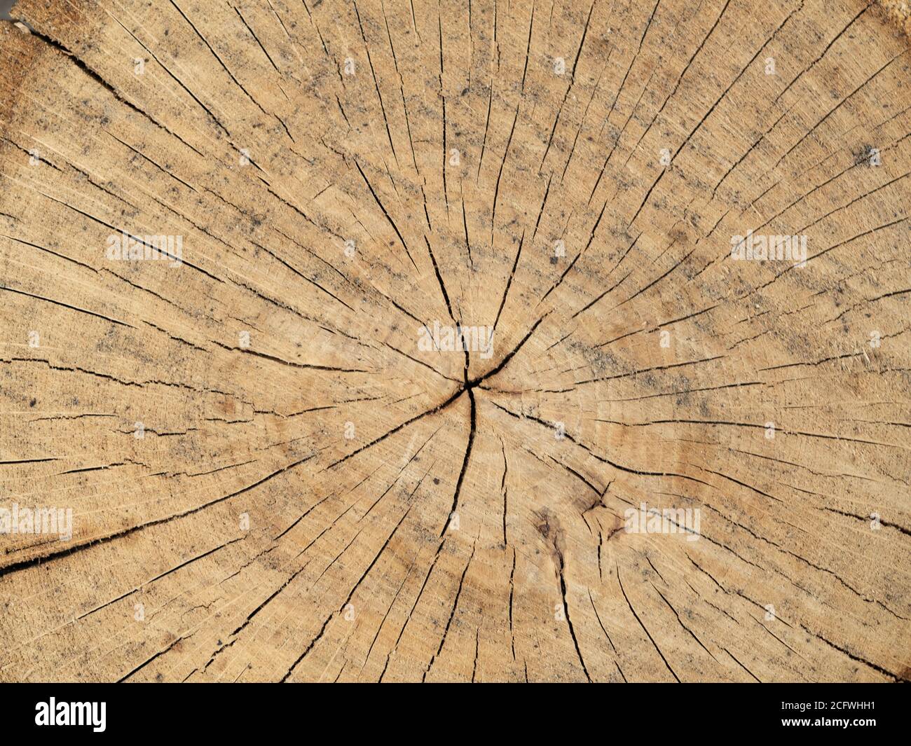Tree Stump Texture