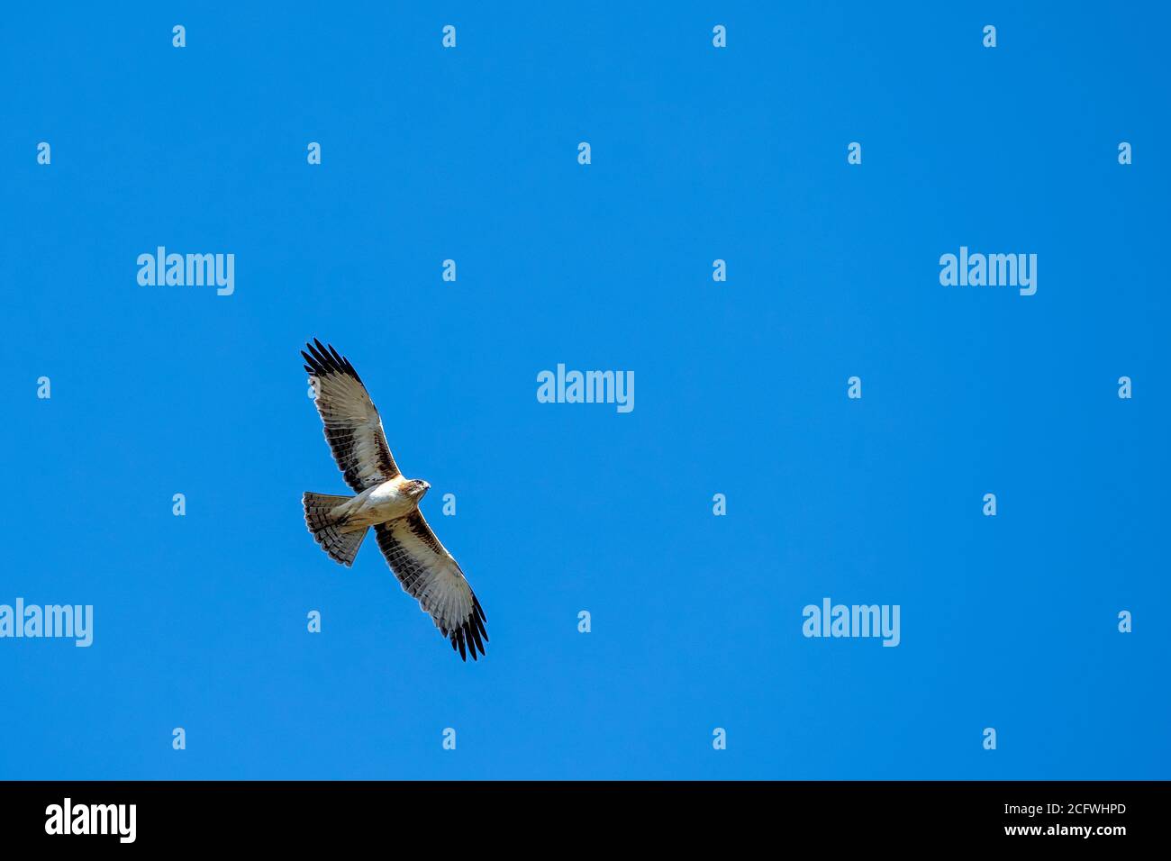 Hieraaetus morphnoides hi-res stock photography and images - Alamy