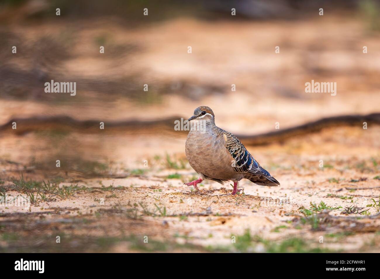 Pigeon sized bird hi-res stock photography and images - Alamy