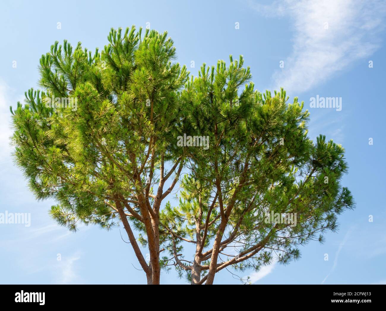 Mediterranean pine tree hi-res stock photography and images - Alamy